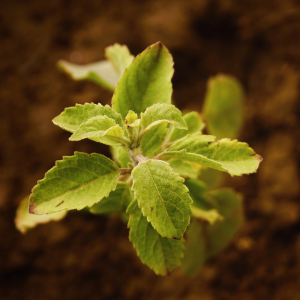 volunteer – Bincom